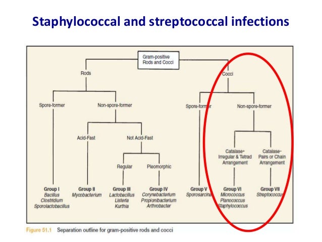 staphylococcus and streptococcus