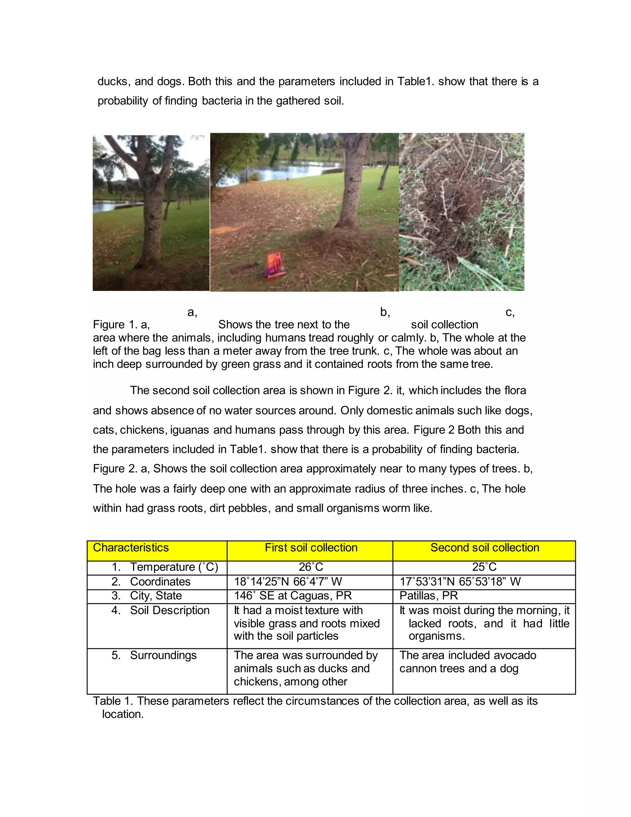 Bacteria Report | DOCX