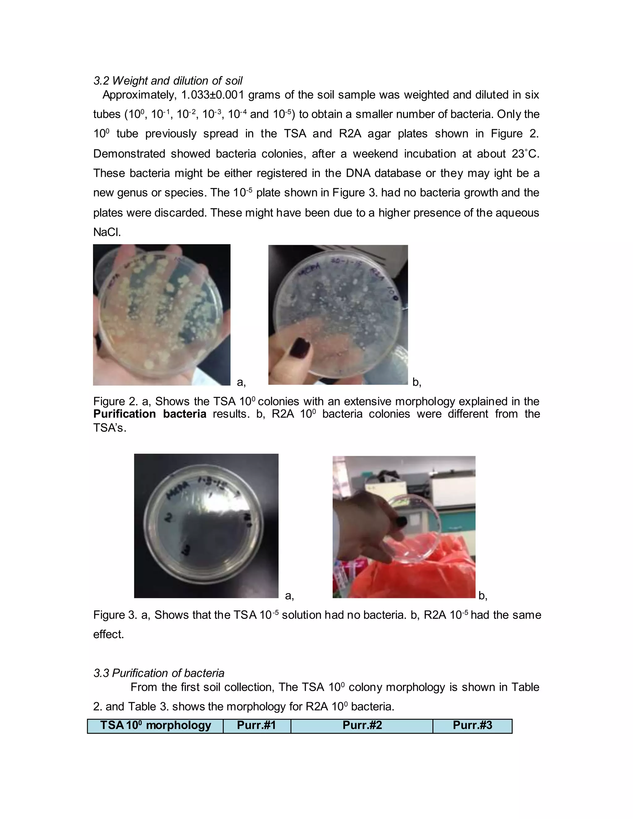 Bacteria Report | DOCX