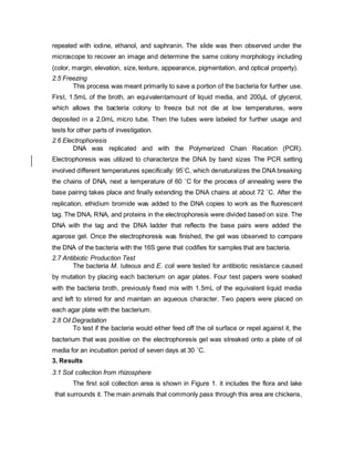 Bacteria Report | DOCX
