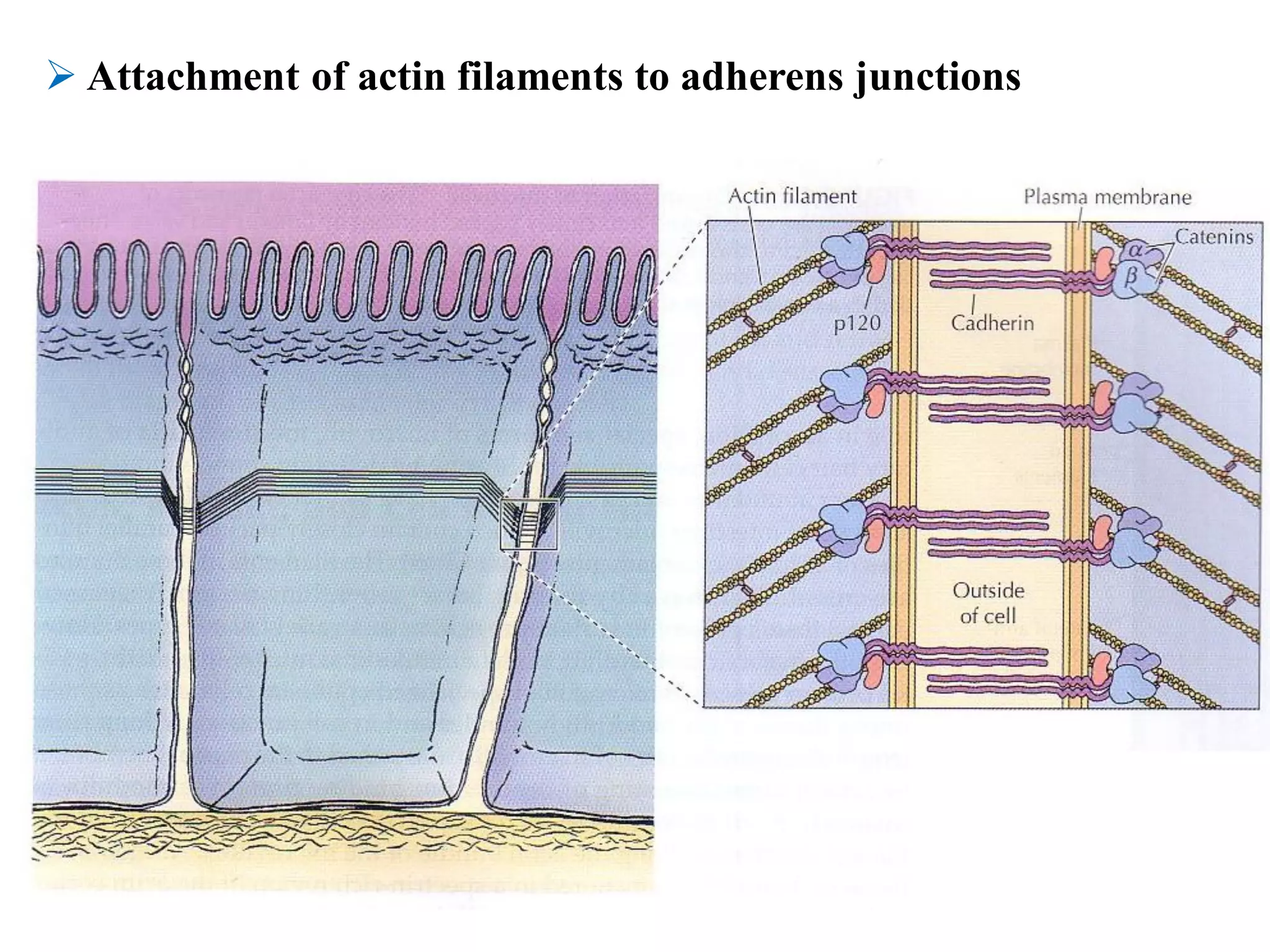 10. Skeleton and Cell movement, actin - cell biology | PDF