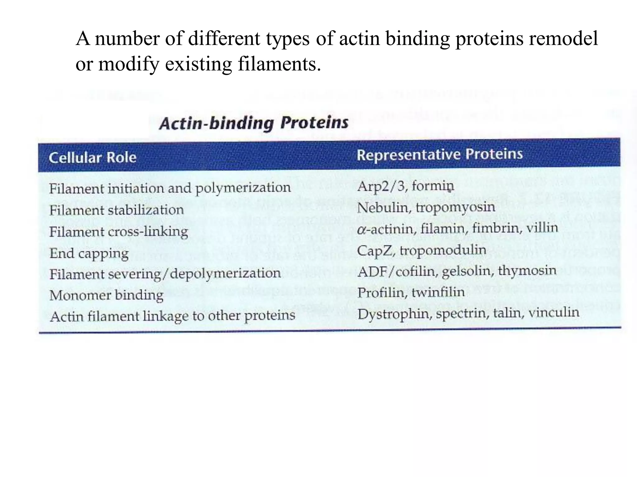 10. Skeleton and Cell movement, actin - cell biology | PDF