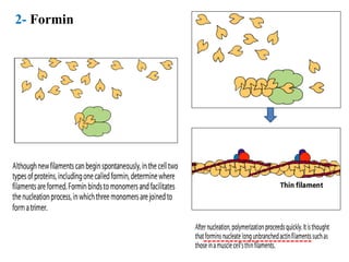 10. Skeleton and Cell movement, actin - cell biology | PDF