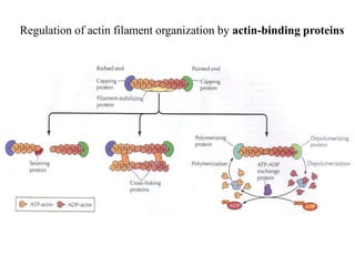 10. Skeleton and Cell movement, actin - cell biology | PDF