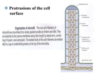 10. Skeleton and Cell movement, actin - cell biology | PDF