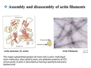 10. Skeleton and Cell movement, actin - cell biology | PDF
