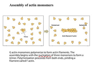 10. Skeleton and Cell movement, actin - cell biology | PDF