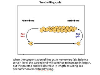 10. Skeleton and Cell movement, actin - cell biology | PDF