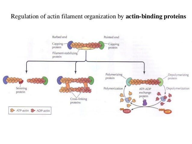 10. Skeleton and Cell movement, actin - cell biology