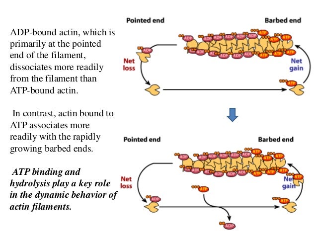 10. Skeleton and Cell movement, actin - cell biology