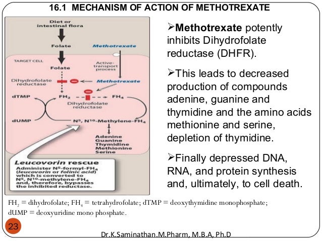 Methotrexate Mechanism Of Action