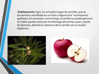 Dispersión de las semillas | PPTX