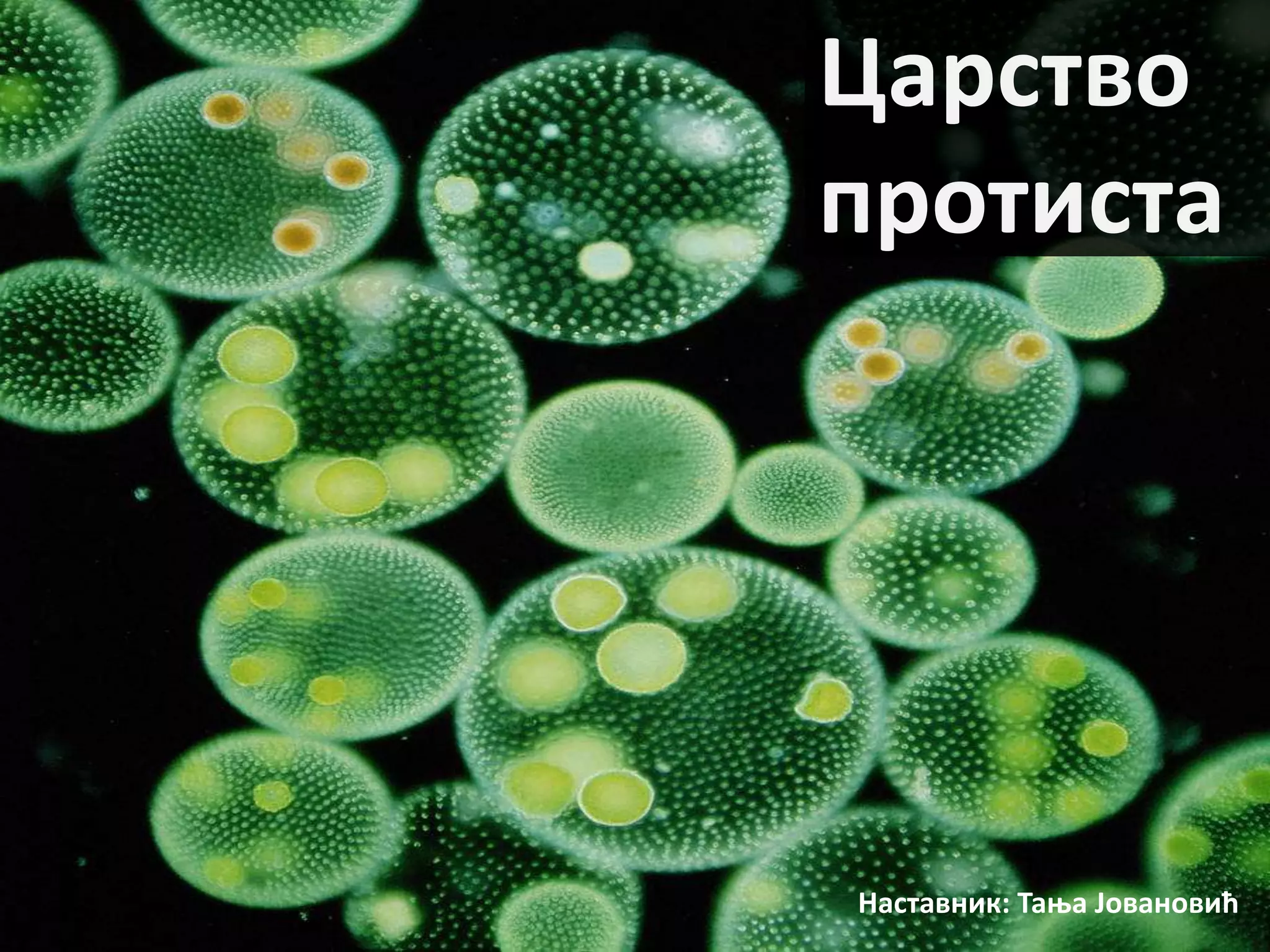 Carstvo protisti | PPTX