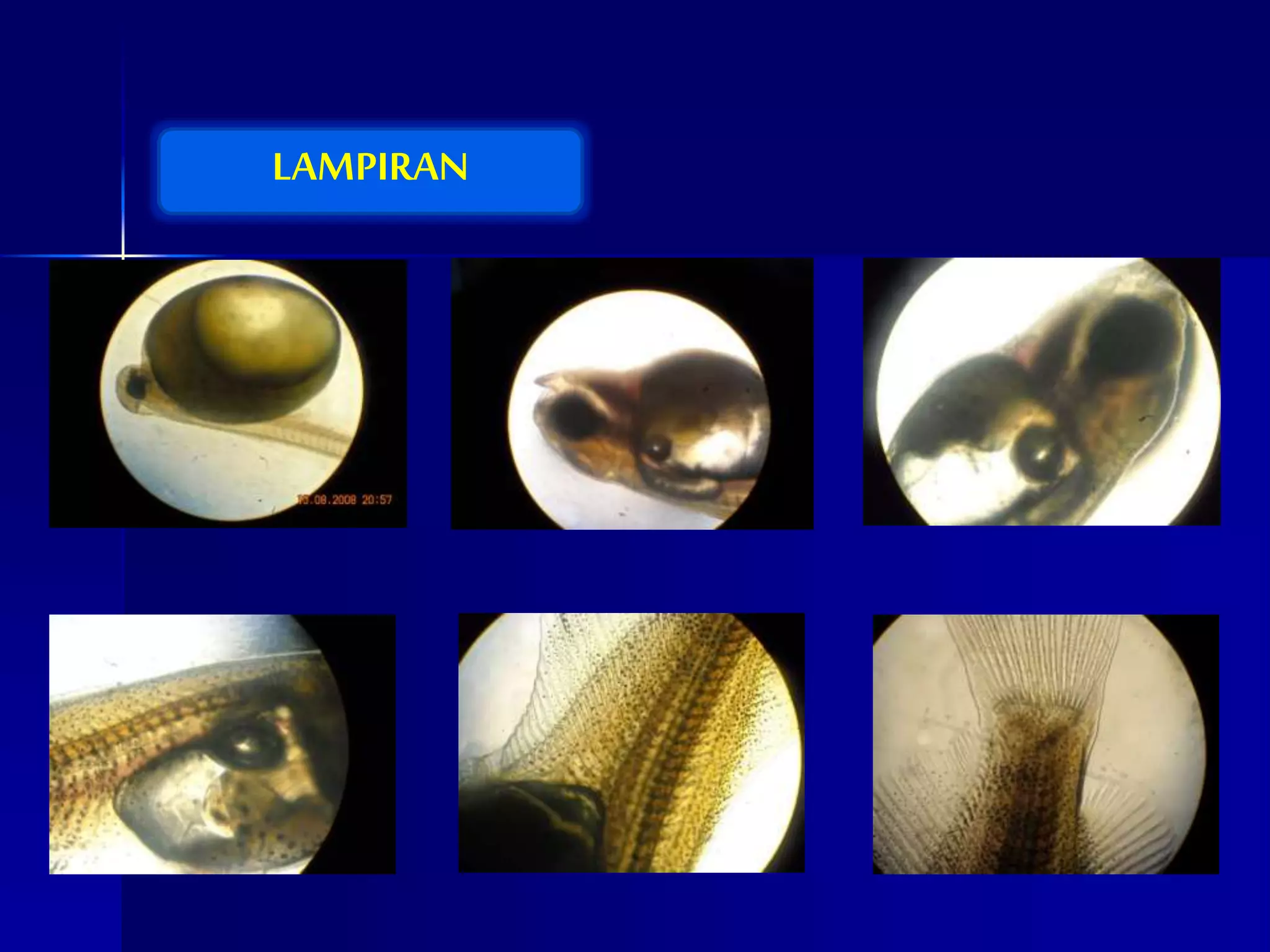 fisiologi tingkah laku larva ikan sub bahasan ekofisologi larva | PPT