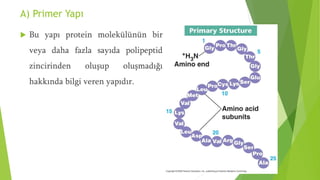 10. proteinler 3 | PPTX