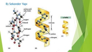 10. proteinler 3 | PPTX