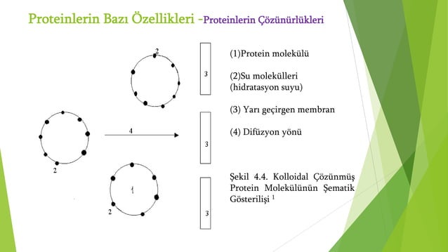 10. proteinler 3 | PPTX
