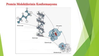 10. proteinler 3 | PPTX