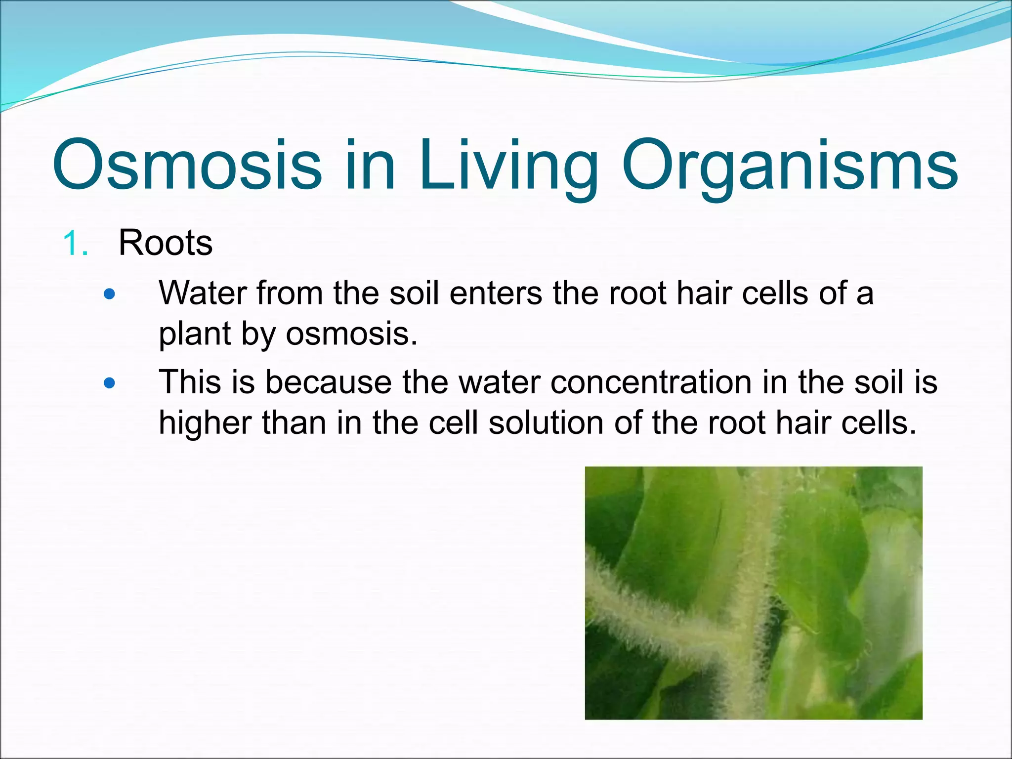 10. Transport System in Organisms E-learning - Diffusion & Osmosis | PPTX