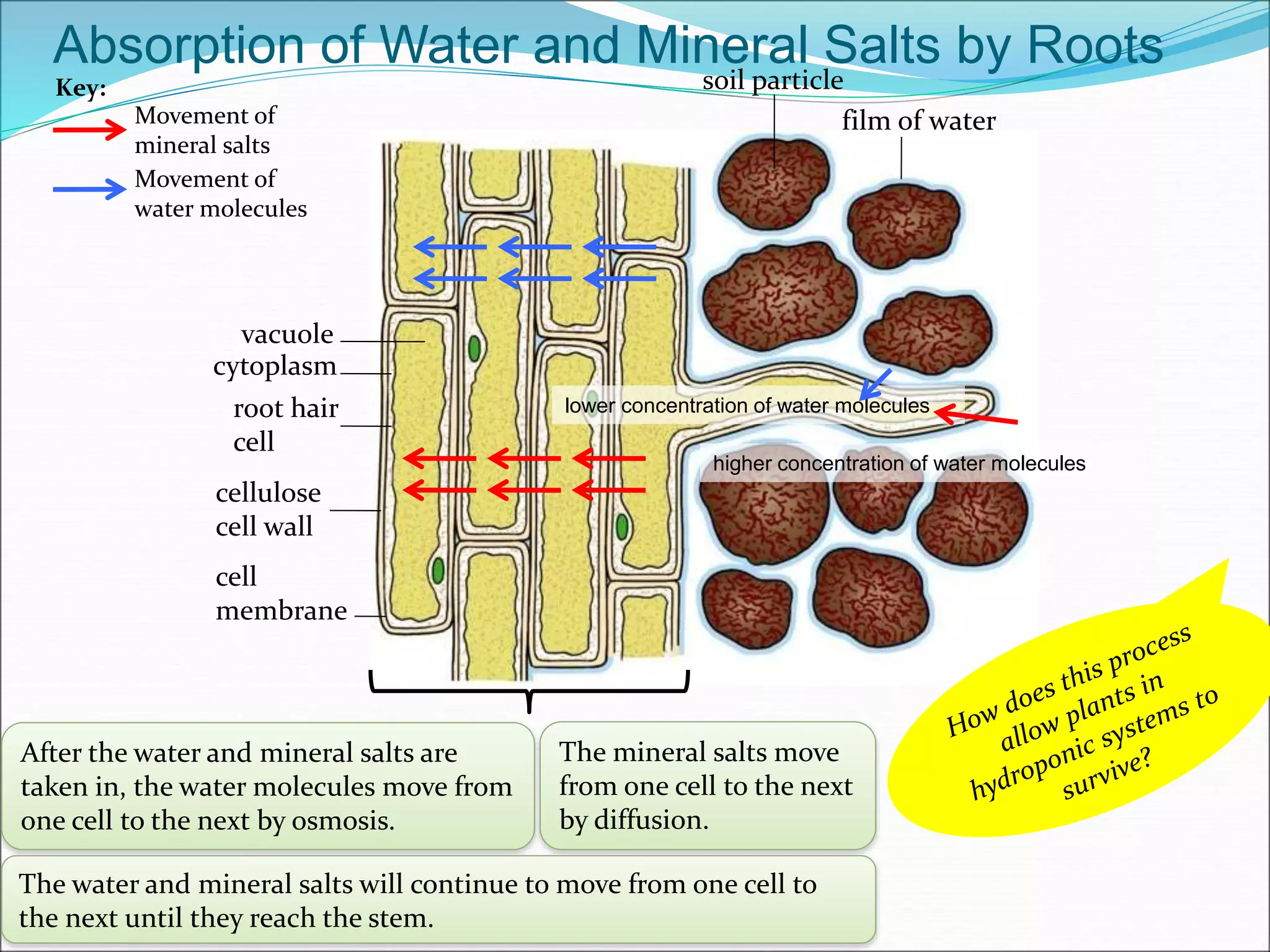 10. Transport System in Organisms E-learning - Diffusion & Osmosis | PPTX