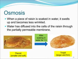 10. Transport System in Organisms E-learning - Diffusion & Osmosis | PPTX