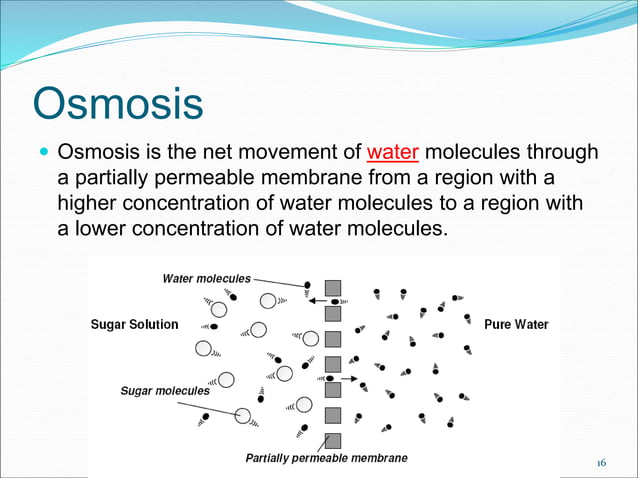 10. Transport System in Organisms E-learning - Diffusion & Osmosis | PPTX | Heart and ...
