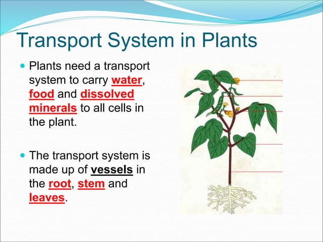 10. Transport System in Organisms E-learning - Diffusion & Osmosis ...