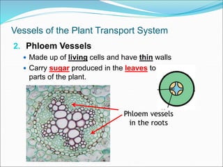 10. Transport System in Organisms E-learning - Diffusion & Osmosis | PPTX