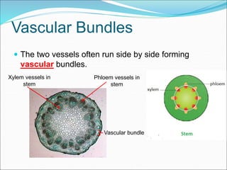 10. Transport System in Organisms E-learning - Diffusion & Osmosis | PPTX