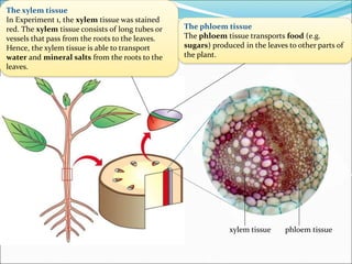 10. Transport System in Organisms E-learning - Diffusion & Osmosis | PPTX