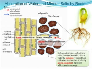 10. Transport System in Organisms E-learning - Diffusion & Osmosis | PPTX