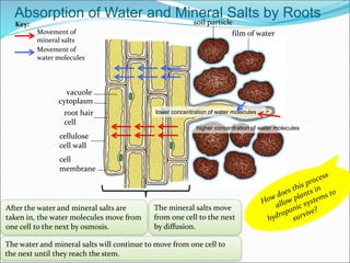 10. Transport System in Organisms E-learning - Diffusion & Osmosis | PPTX