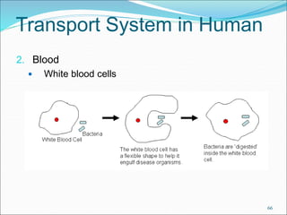 10. Transport System in Organisms E-learning - Diffusion & Osmosis | PPTX