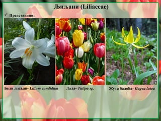 10. Ljiljani, sasevi, trave | PPT