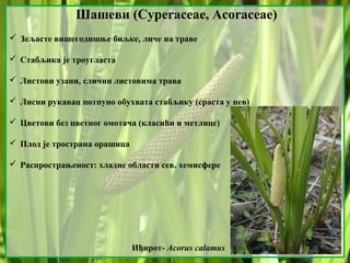 10. Ljiljani, sasevi, trave | PPT