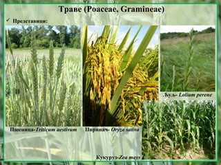 10. Ljiljani, sasevi, trave | PPT