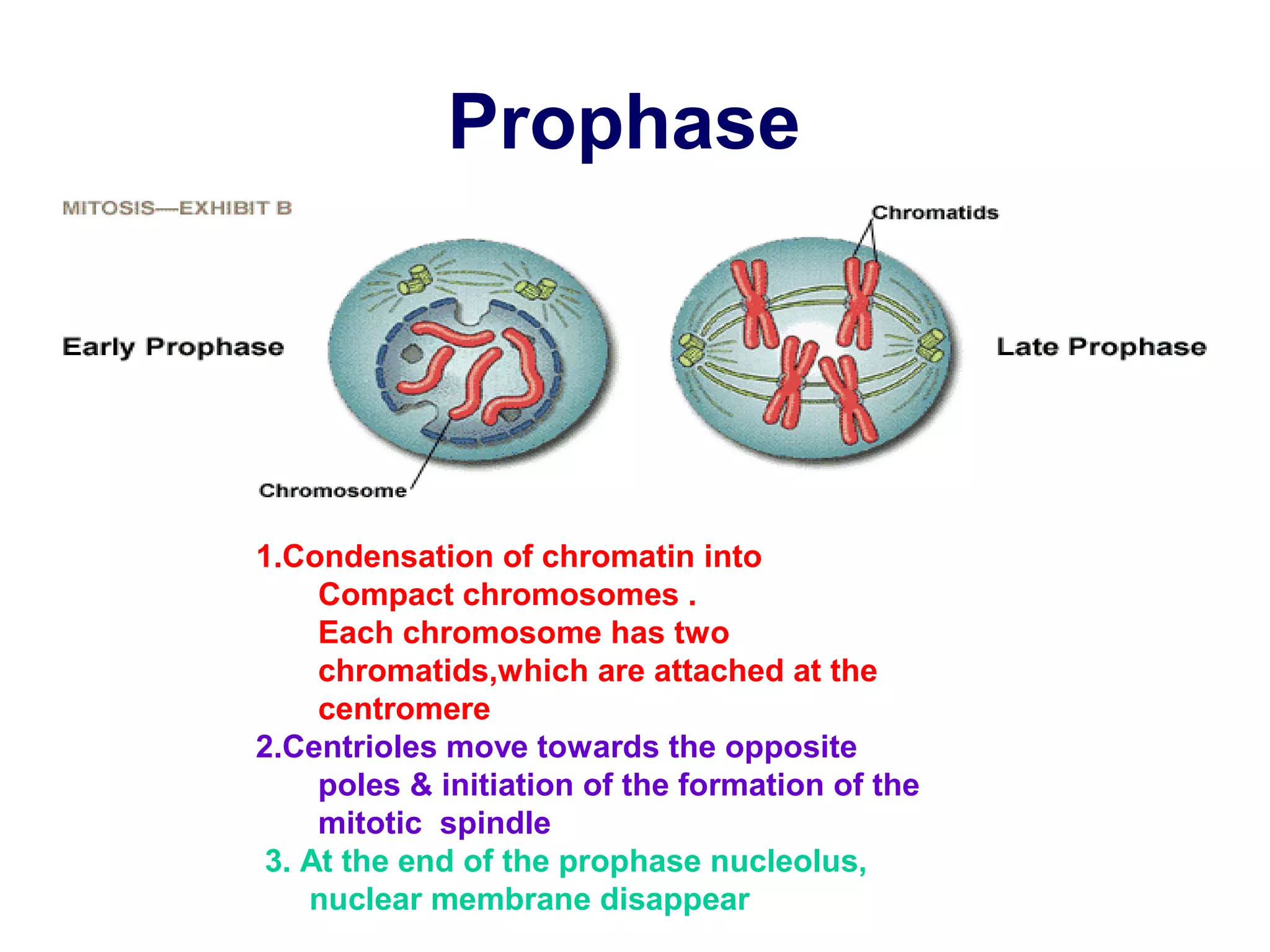 10. Cell Cycle and Cell Division | PPT