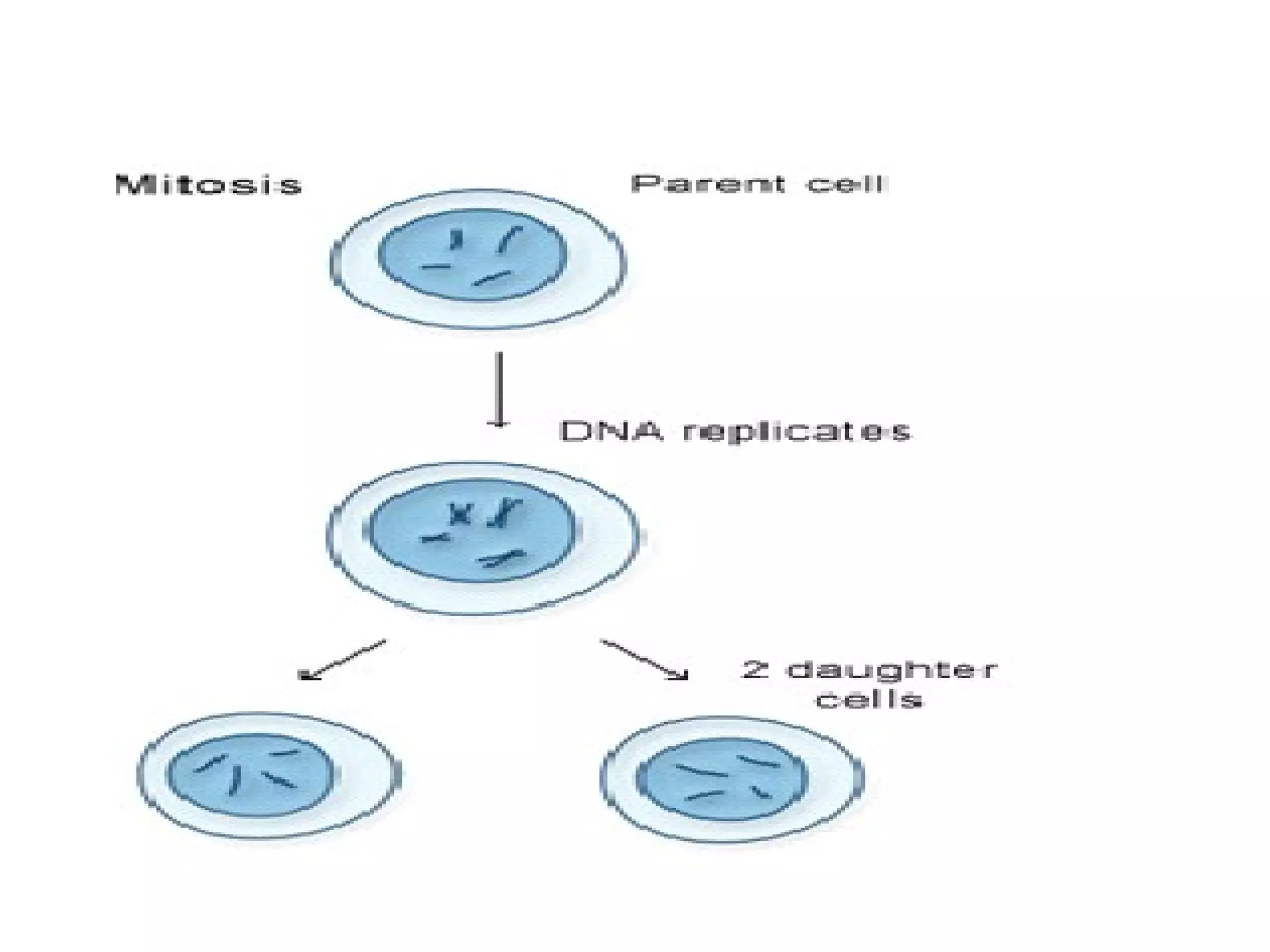10. Cell Cycle and Cell Division | PPT