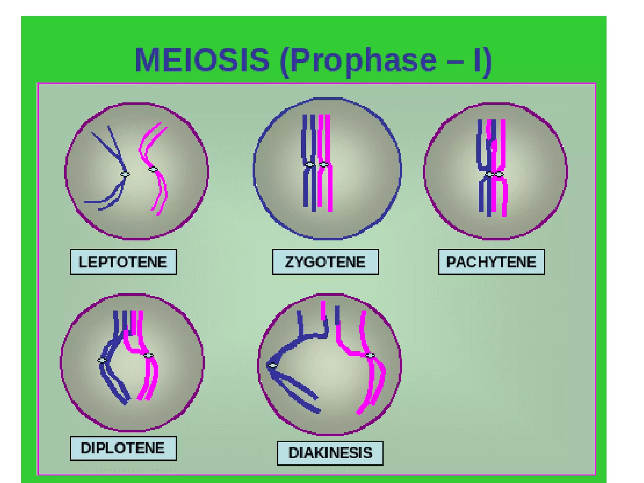 10. Cell Cycle and Cell Division | PPT