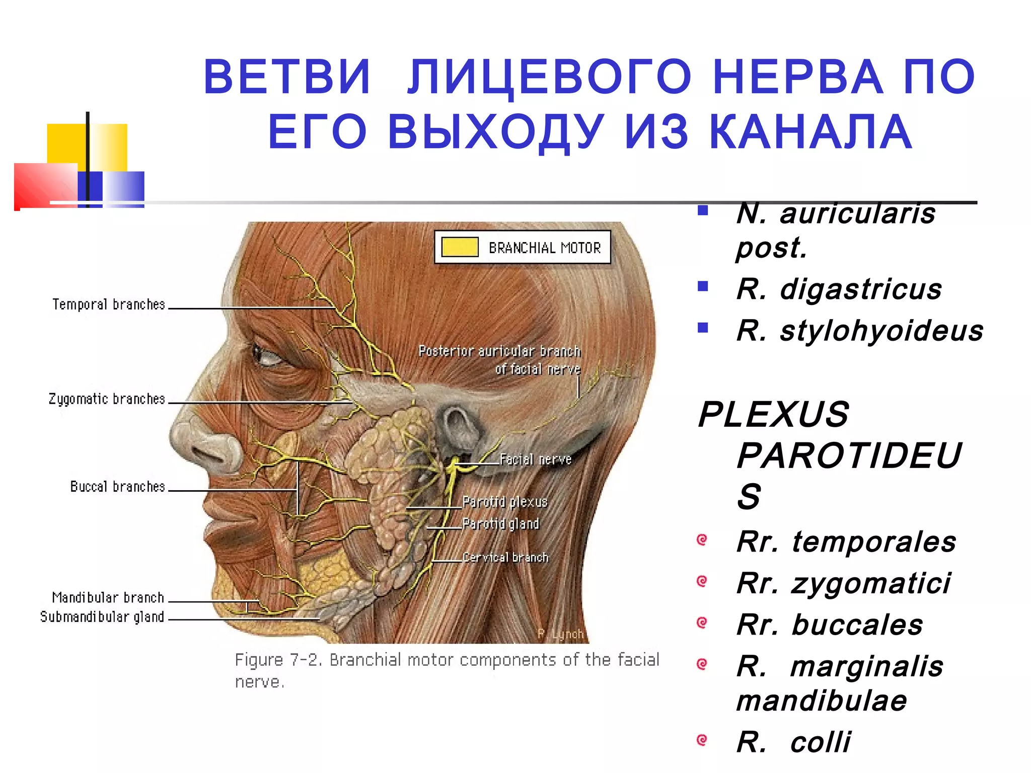 черепные нервы cranial nerves | PPT