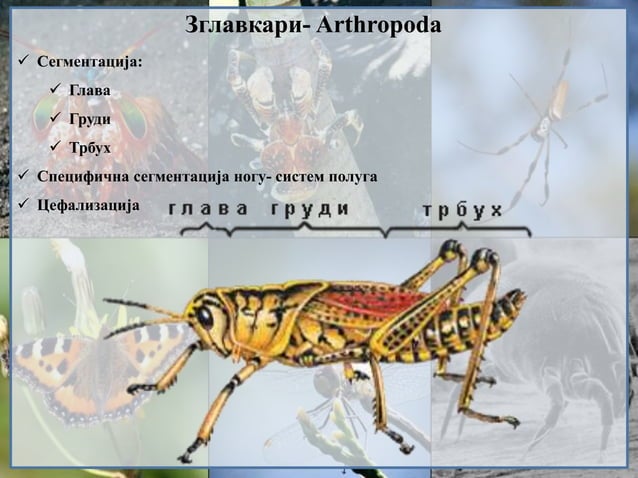 10. Zglavkari | PPTX