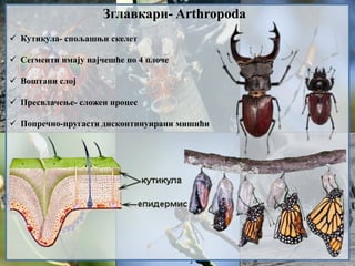 10. Zglavkari | PPTX