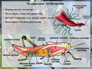 10. Zglavkari | PPTX