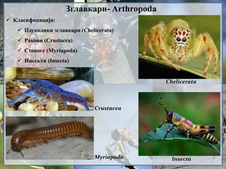 10. Zglavkari | PPTX