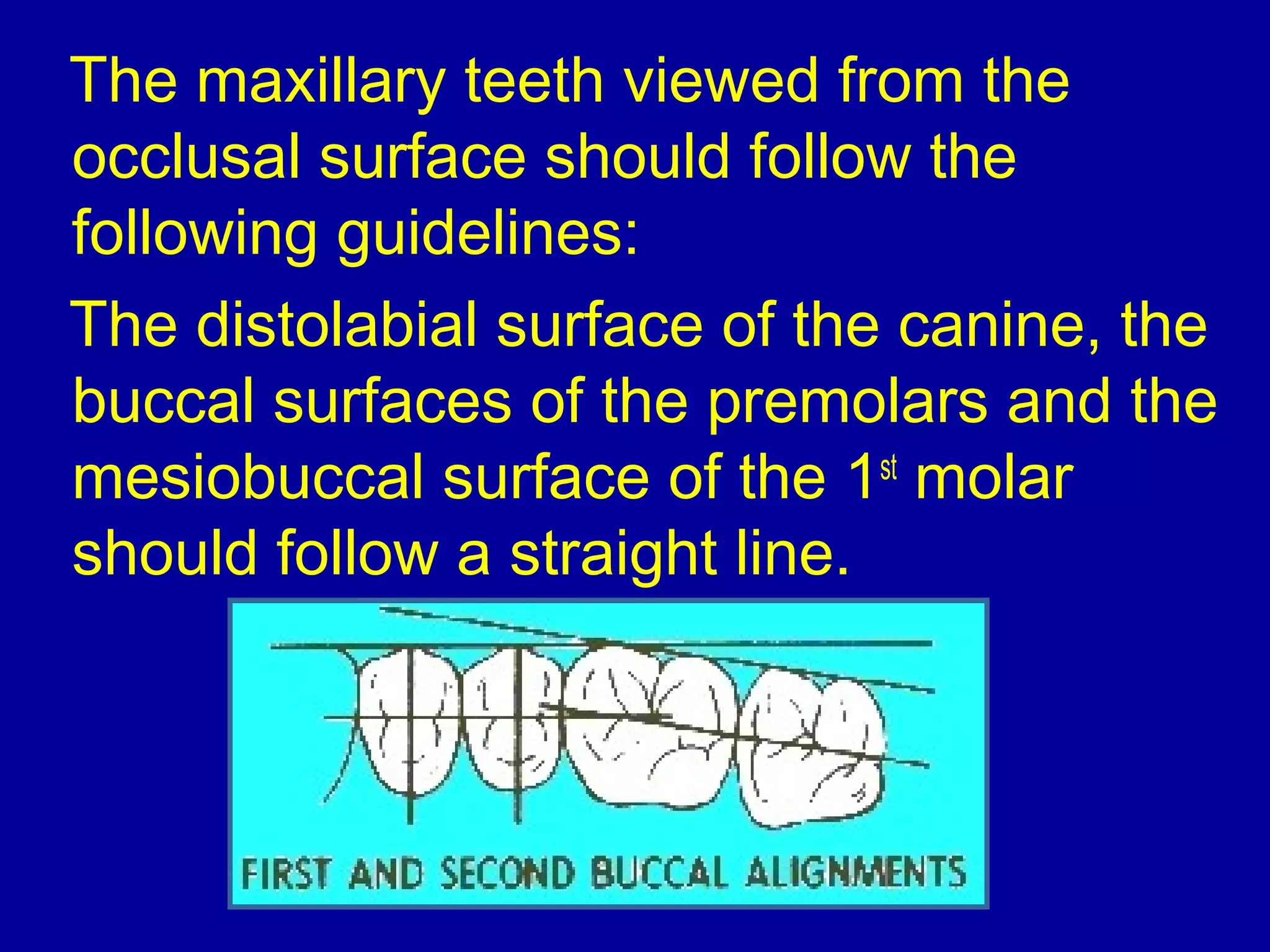 10. posterior teeth arrangement | PPT
