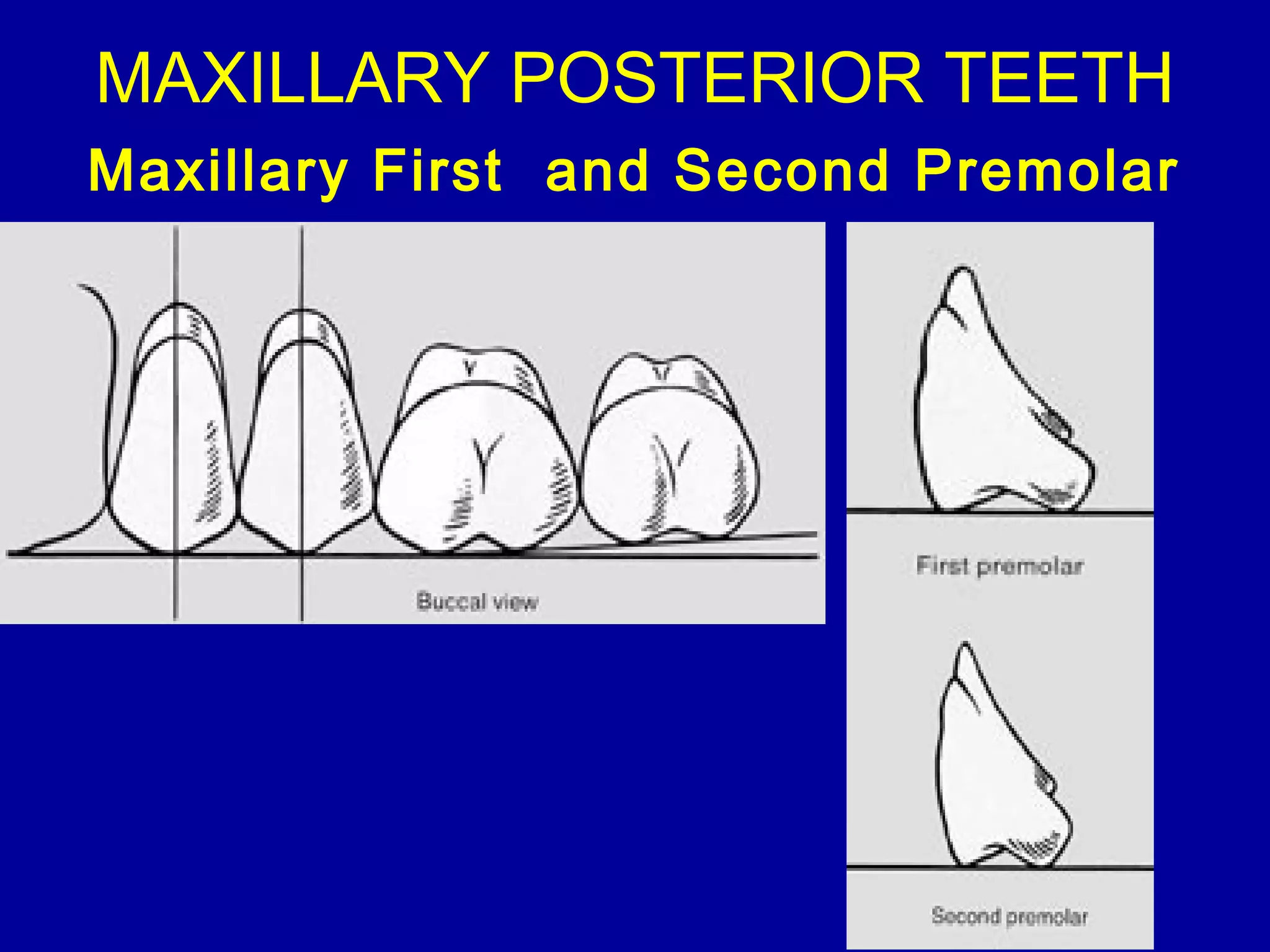 10. posterior teeth arrangement | PPT
