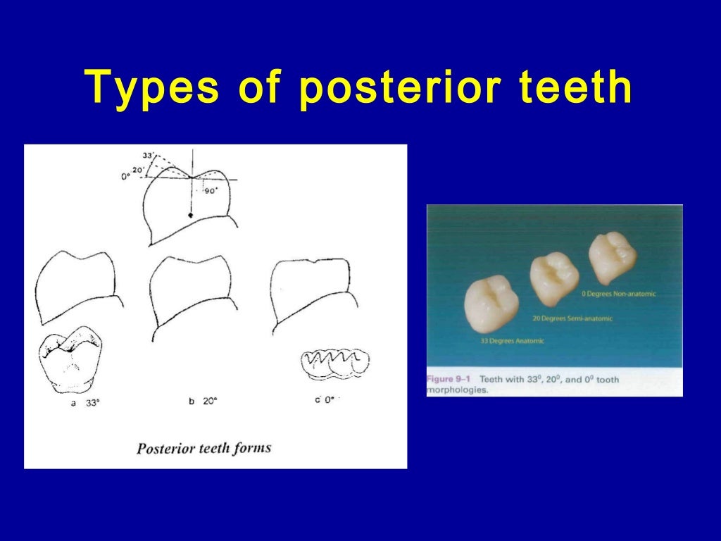 10. posterior teeth arrangement