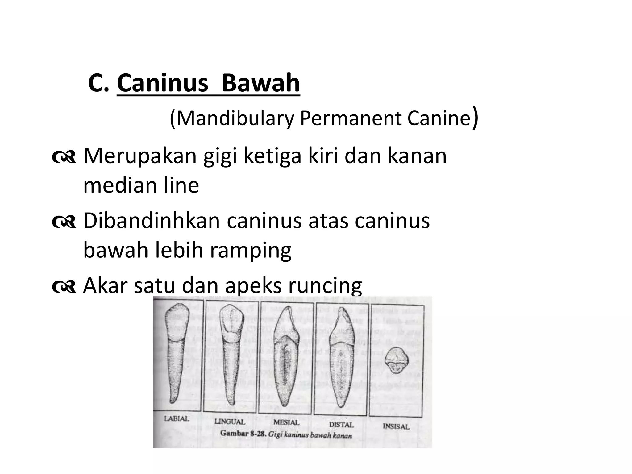 10. morfologi gigi permanent rahang bawah | PPTX