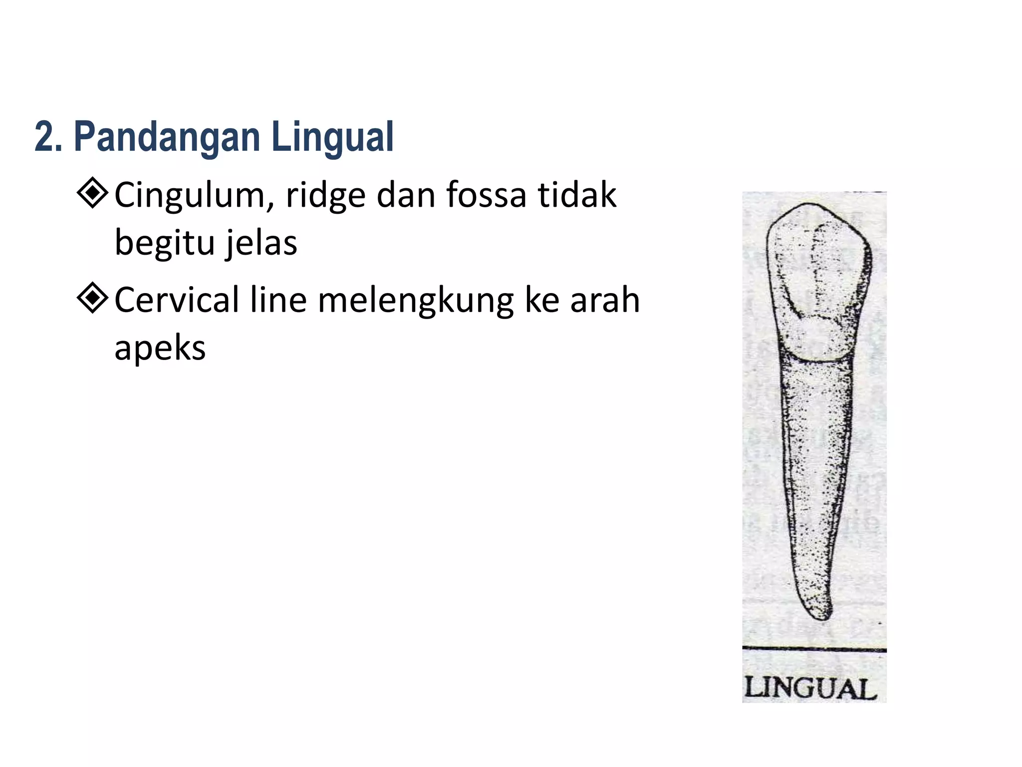 10. morfologi gigi permanent rahang bawah | PPTX