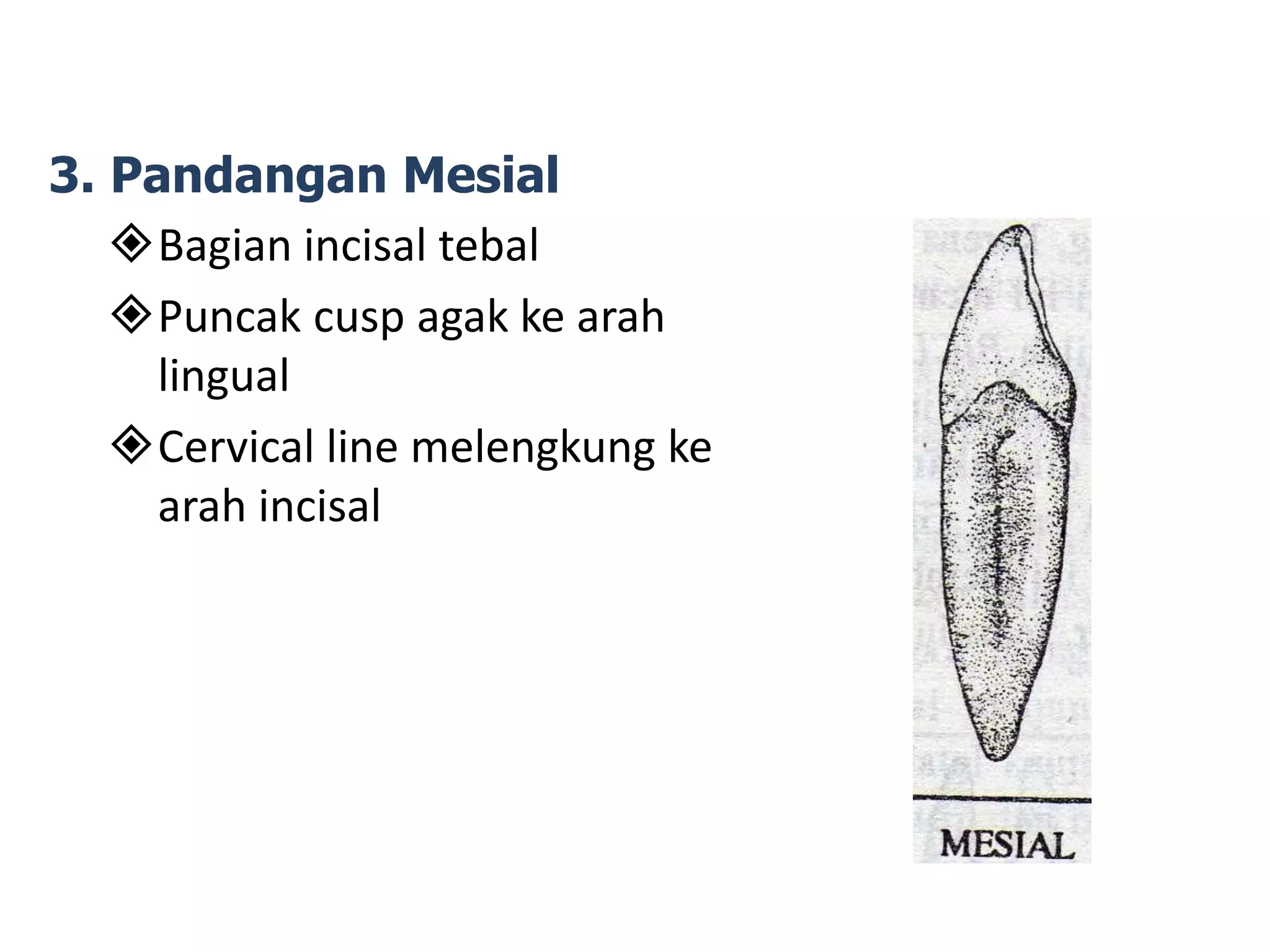 10. morfologi gigi permanent rahang bawah | PPTX